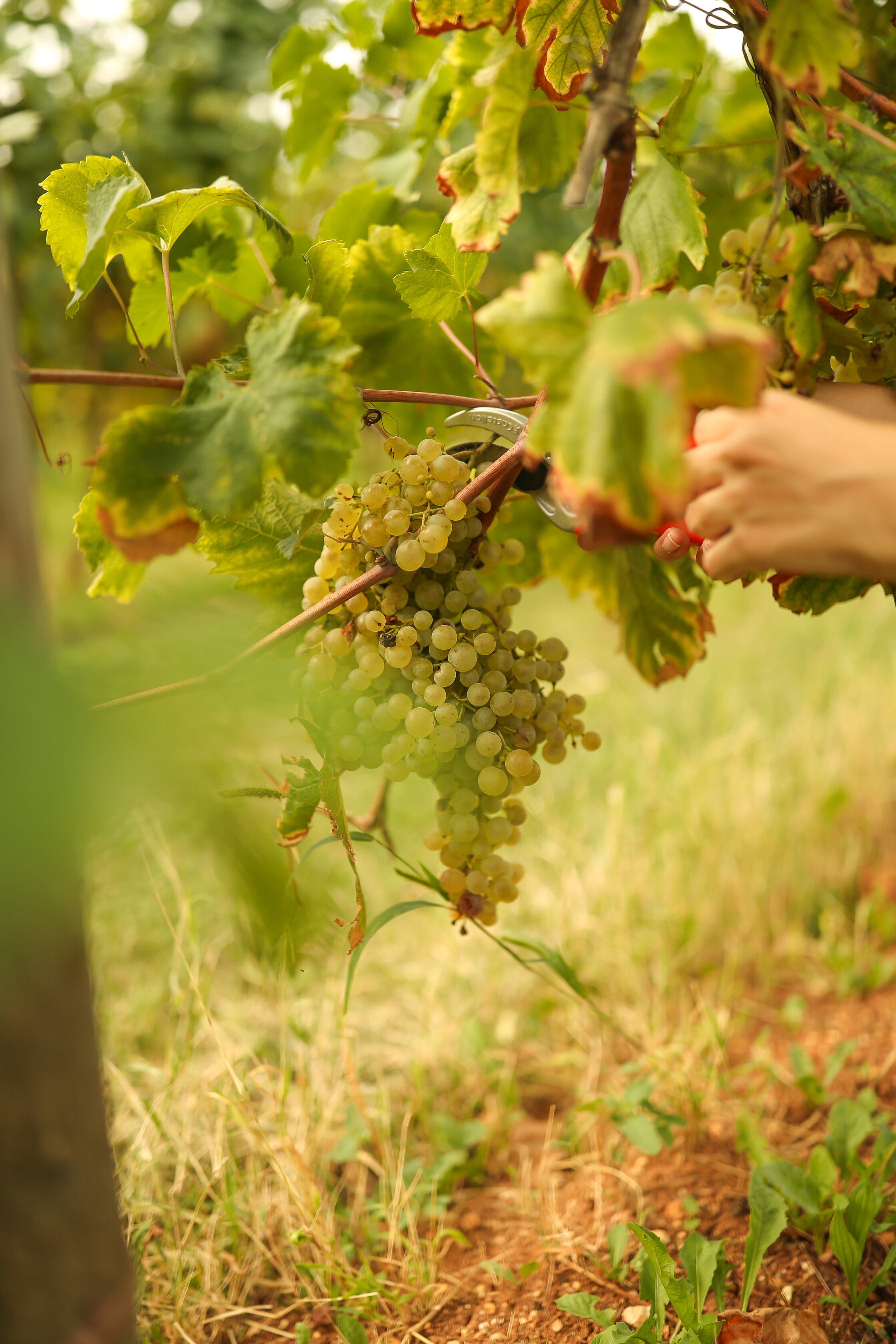 FALL 2023 first harvest – Montelvini